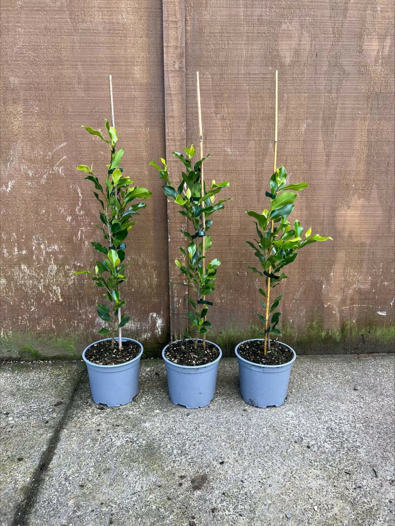 45L Ficus Tuffi for NZ Gardens | Perfect for Lush Hedges
