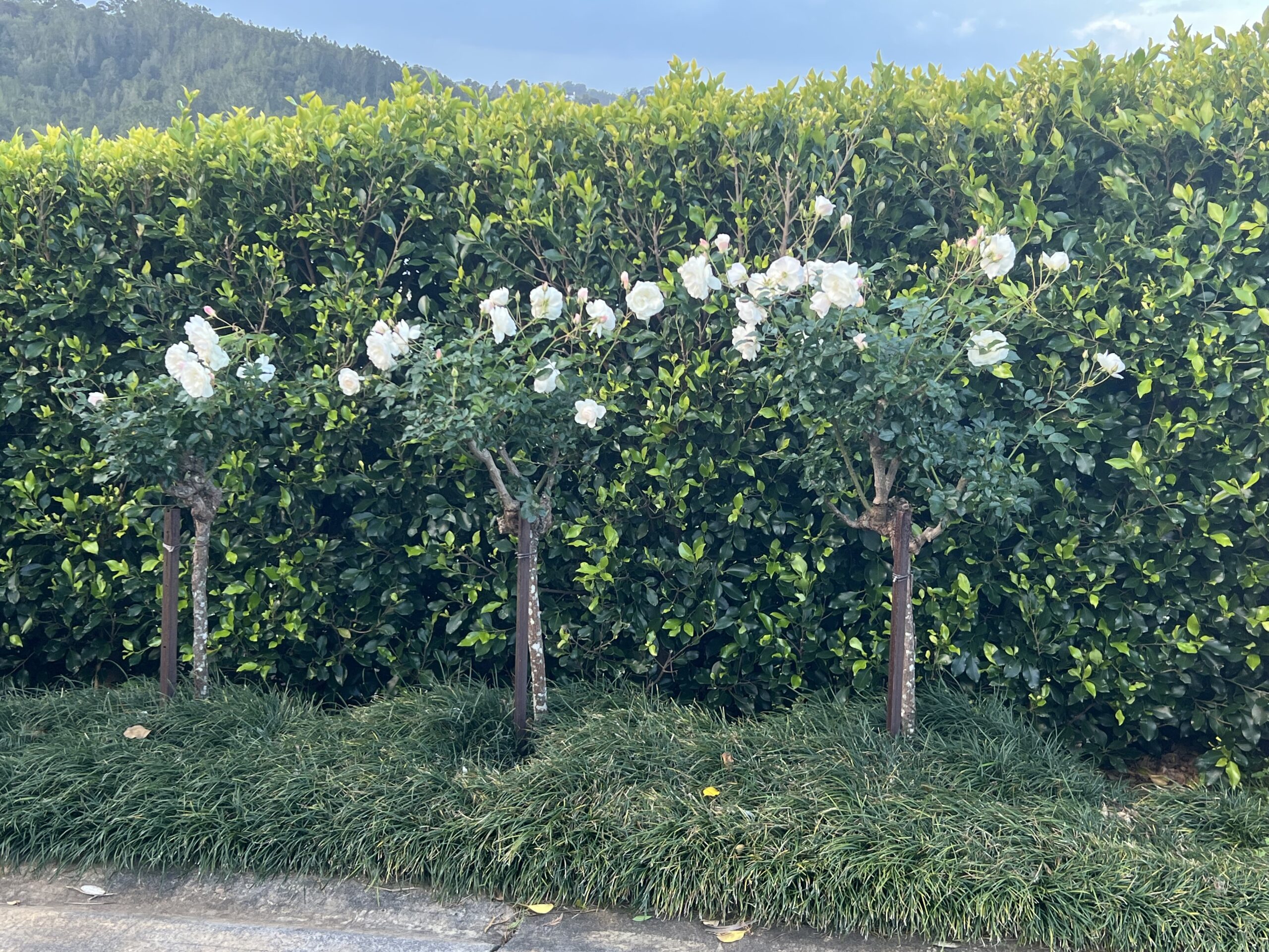 The Ficus Tuffi Guy | Ficus Tuffi Experts and Supply | Auckland NZ
