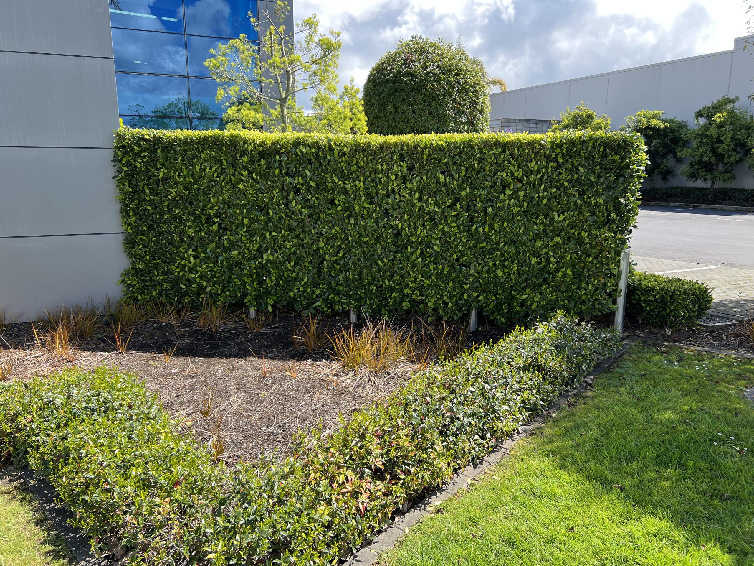 The Ficus Tuffi Guy | Ficus Tuffi Experts and Supply | Auckland NZ