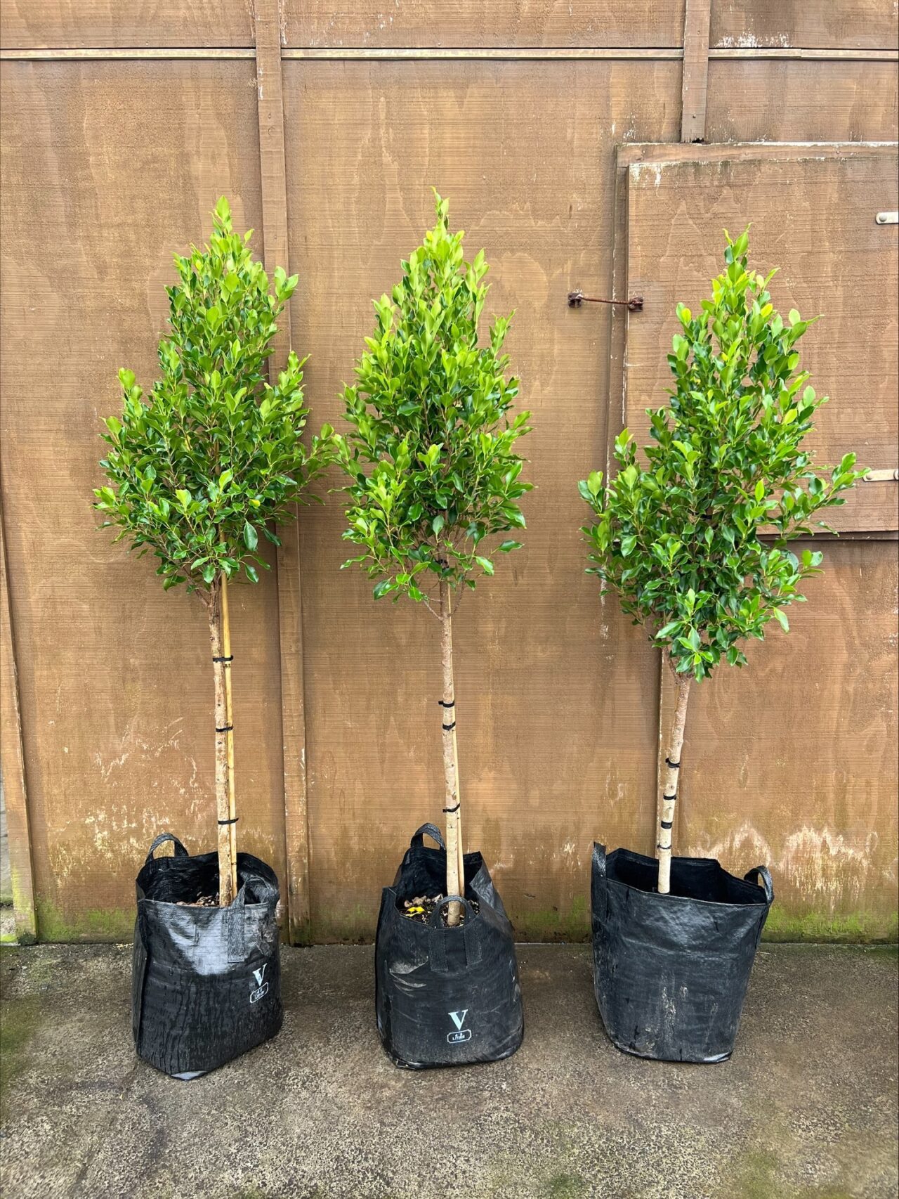 45L Ficus Tuffi for NZ Gardens | Perfect for Lush Hedges